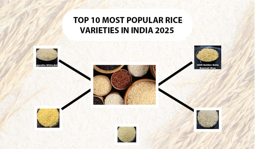 Top 10 Most Popular Rice Varieties in India 2025 - Shah Enterprises