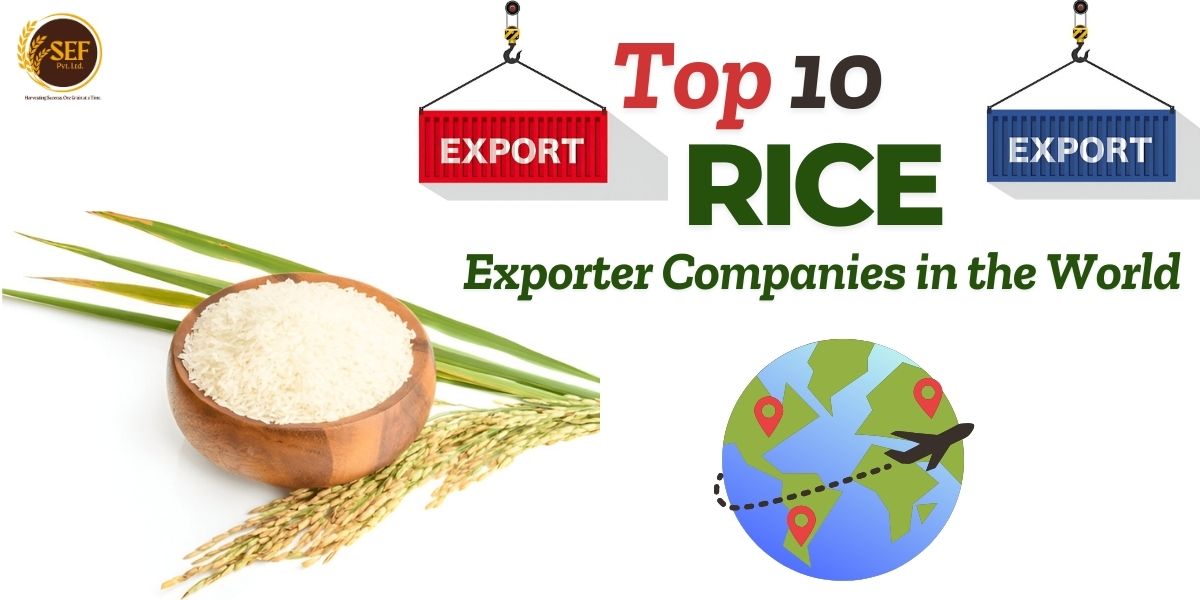 Top 10 Rice Exporter Companies in the World - Shah Enterprises